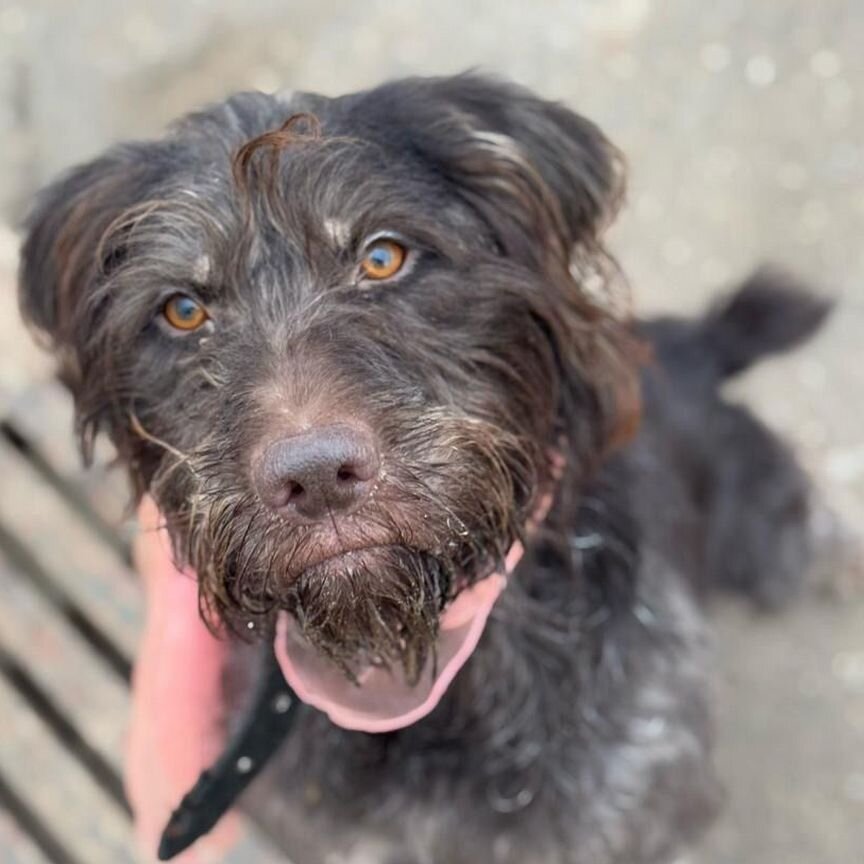 Дратхаар из приюта