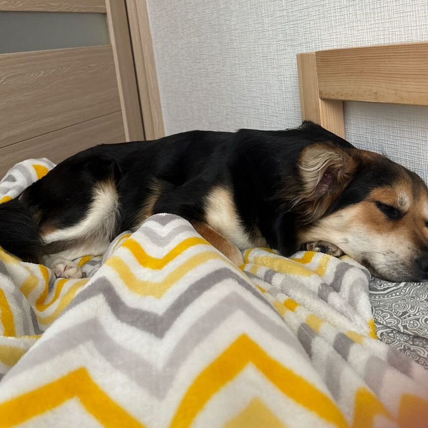 Взрослая собака в добрые руки