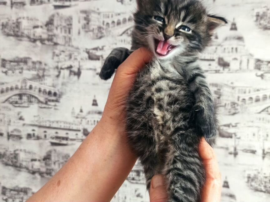 Котята в добрые руки