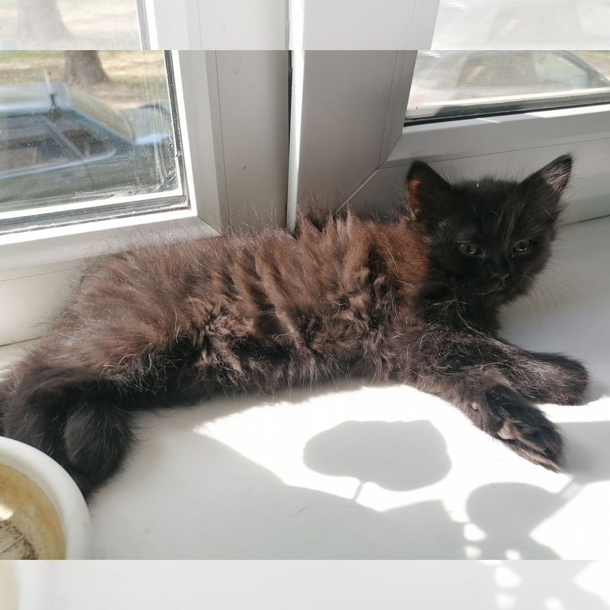Котята с кошкой