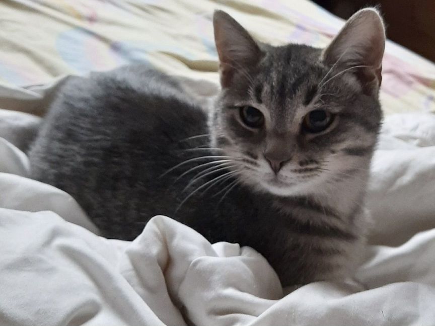 Котята в дар