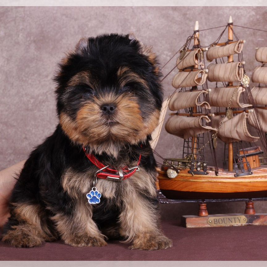 Йоркширский терьер, щенок