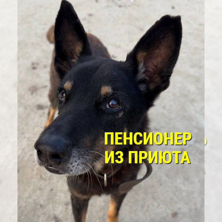 Взрослый пёс в добрые руки