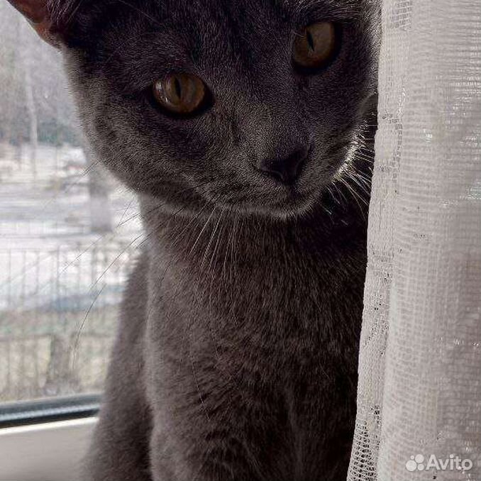 Кот для сводки