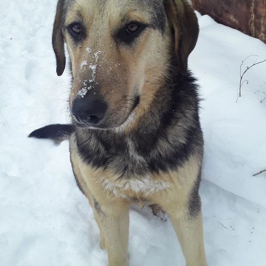 Рон в добрые руки