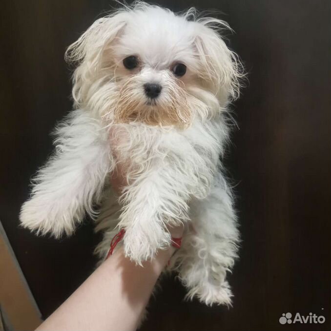 Вязка мальтезе Микро