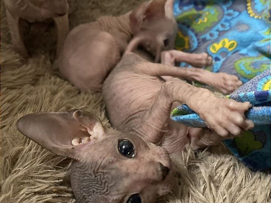 Кошки донской сфинкс