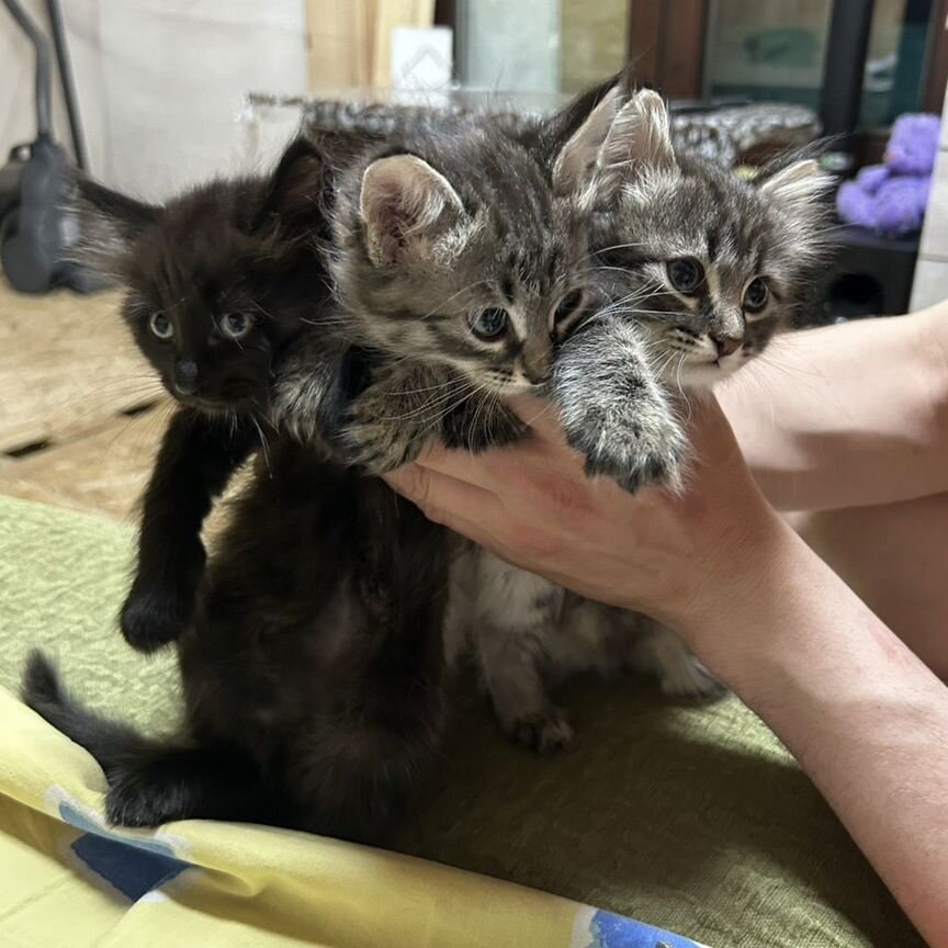 Котёнок в добрые руки