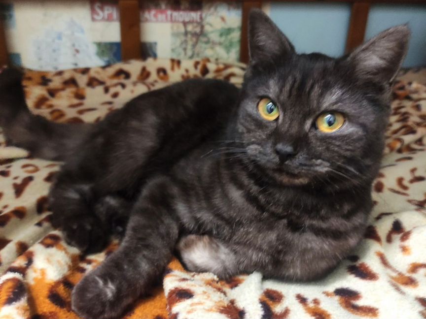 Ласковая кошечка ищет Добрых хозяев