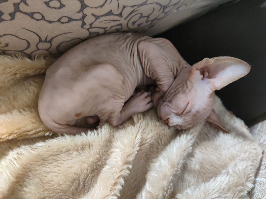 Донской сфинкс