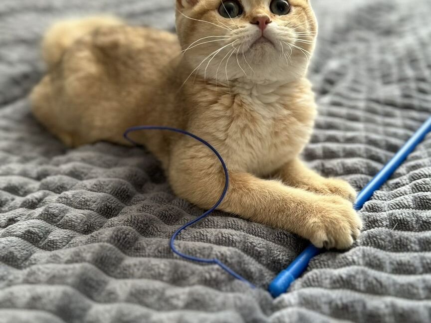 Самый сладкий мальчик