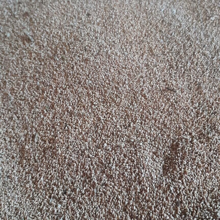 Зерно пшеница