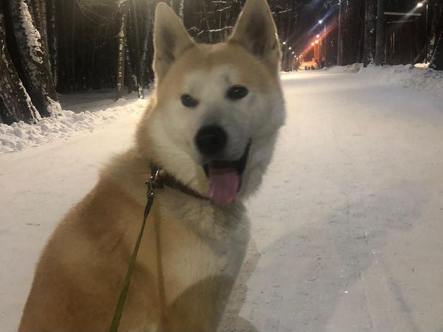 Вязка Акита ину и Хаски помесь. Кабель 7 лет