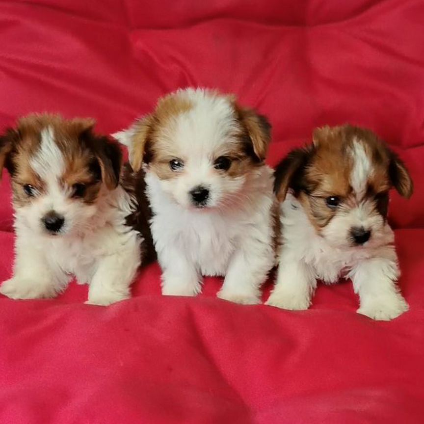 Биро-йоркширский терьер, щенок