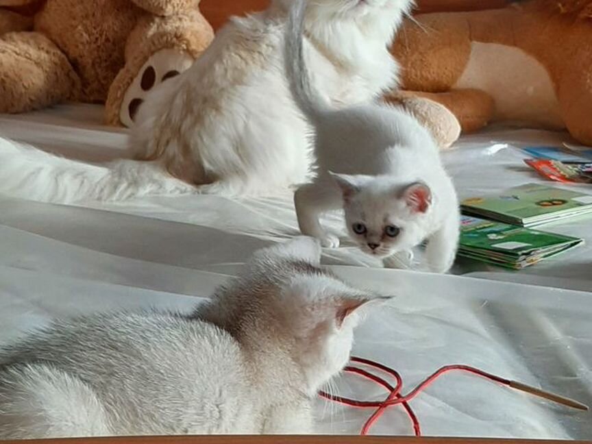Малыши