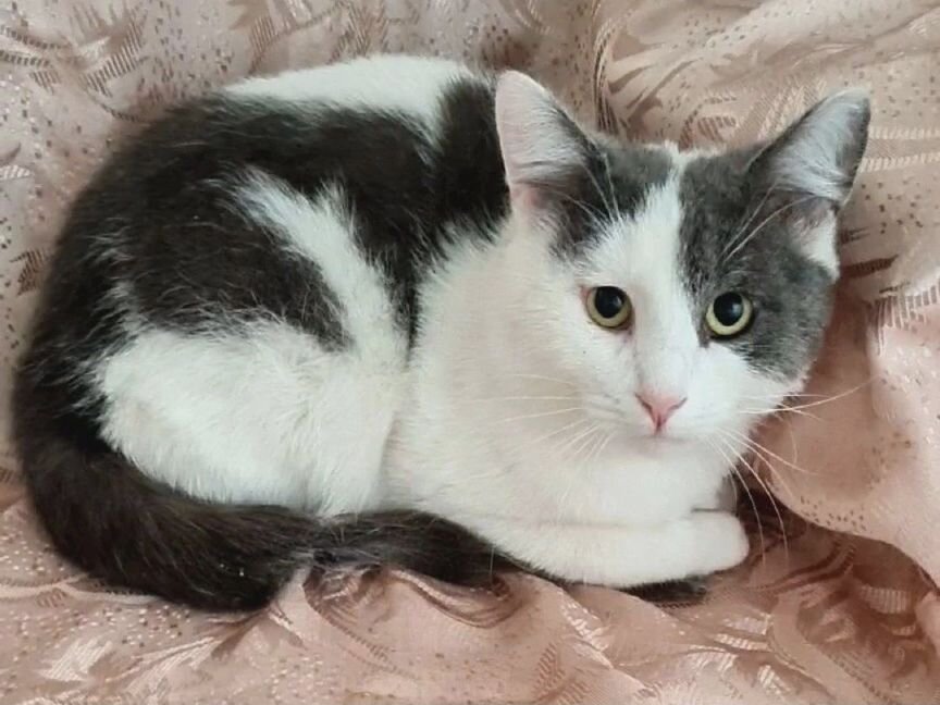 Кот ищет дом