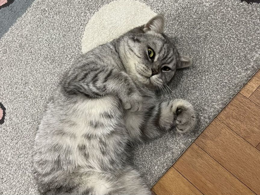 Кот