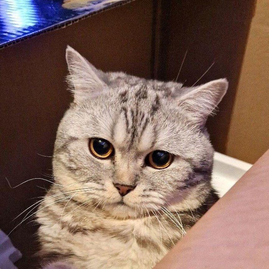 Британский кот. Вязка