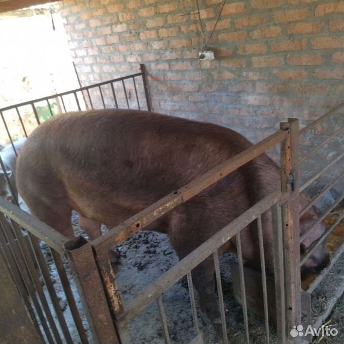 Хряк на племя