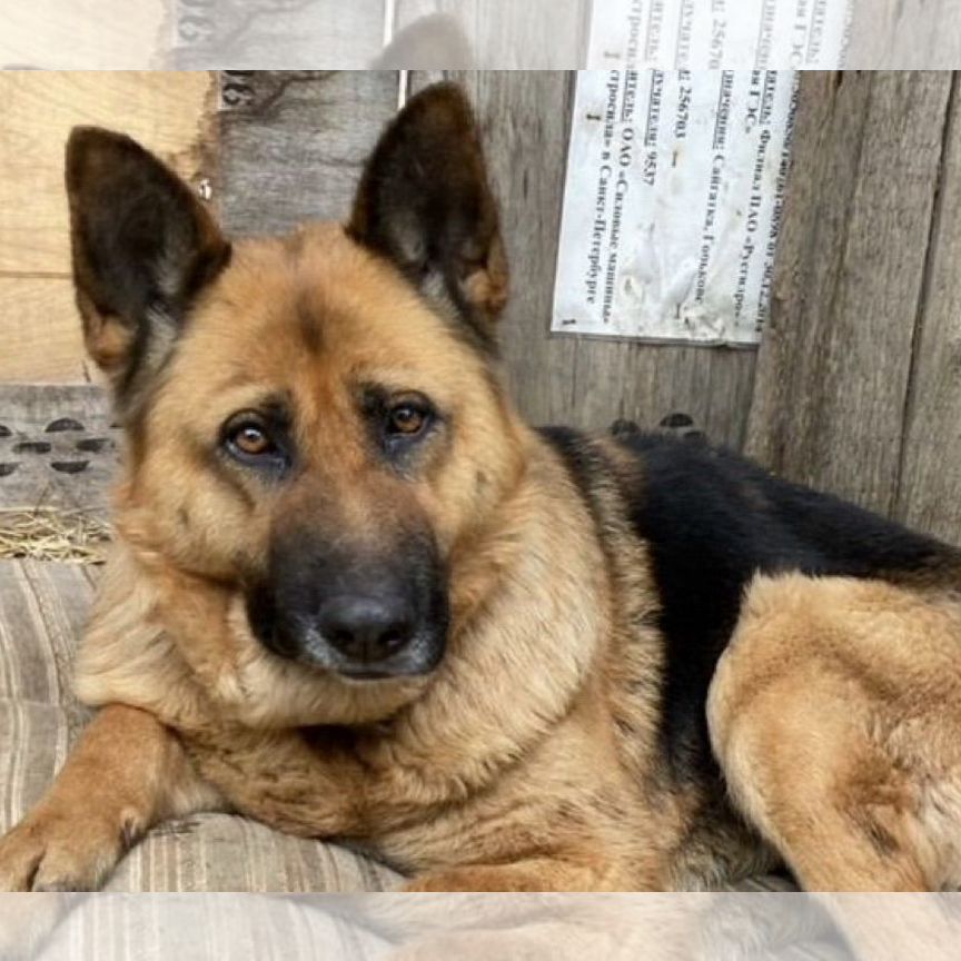 Немецкая овчарка, взрослая собака