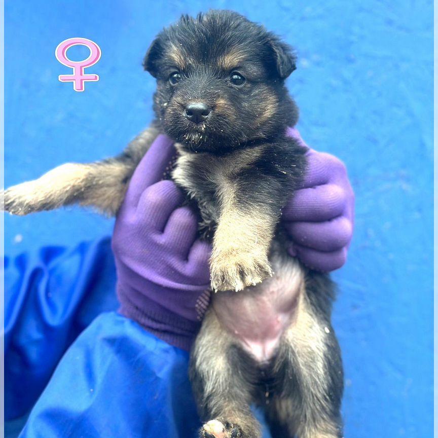 Щенок в добрые руки