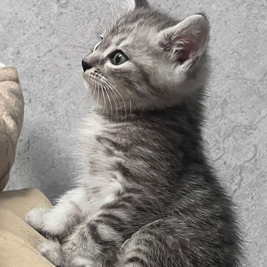 Шотланский котенок