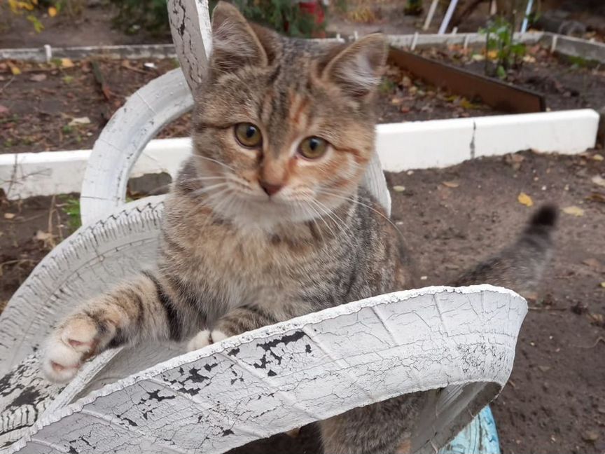 Молодые кот и кошка