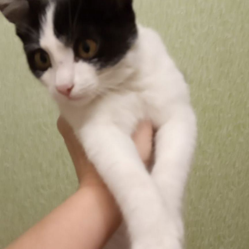 Отдам котенка девочку