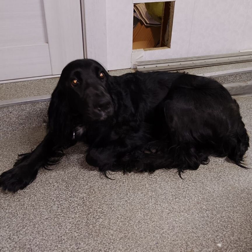 Английский кокер-спаниель, щенок