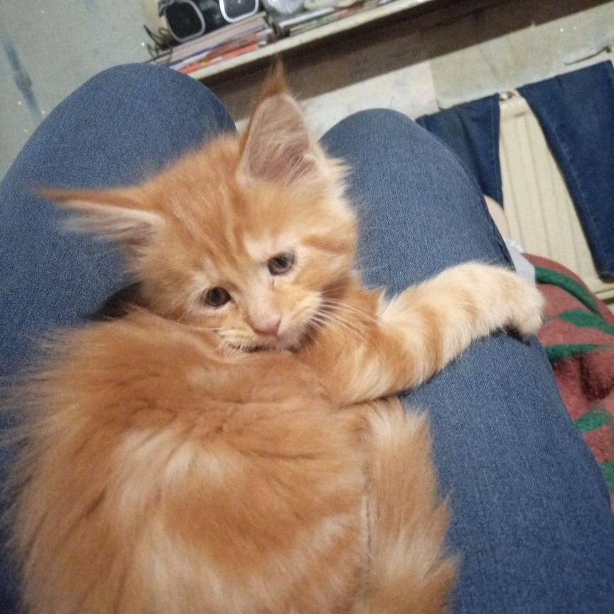 Котёнок мейн-кун