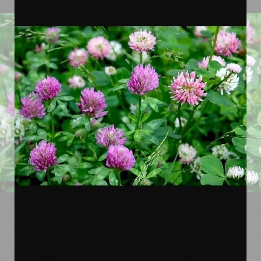 Зерно пшеница ячмень овёс сено солома