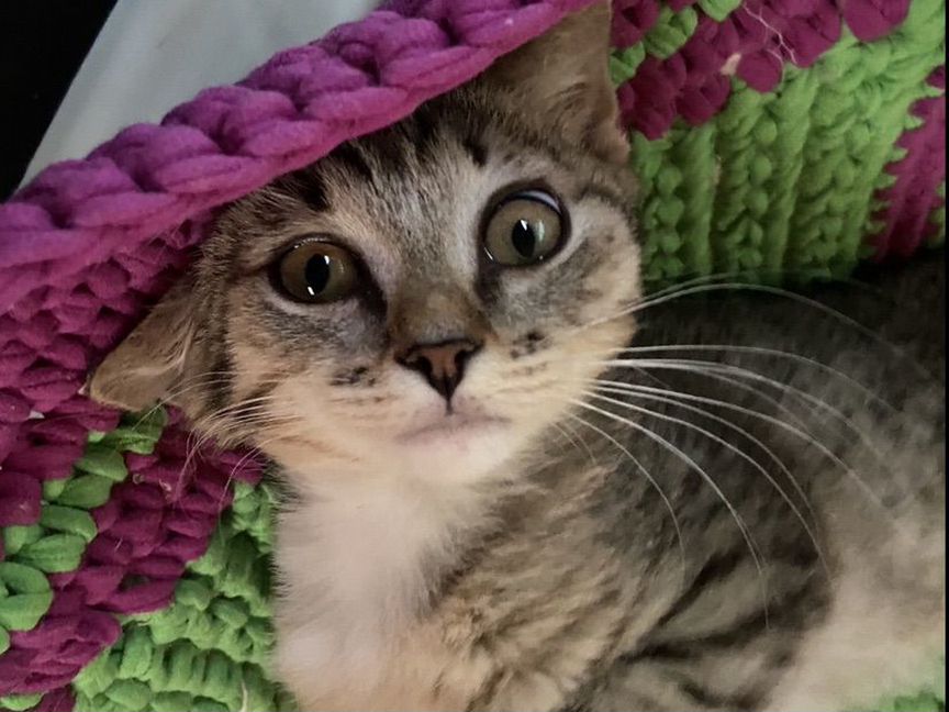 Мини кошка Куколка