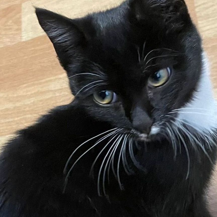 Кот молодой в свой дом, в туалет приучен