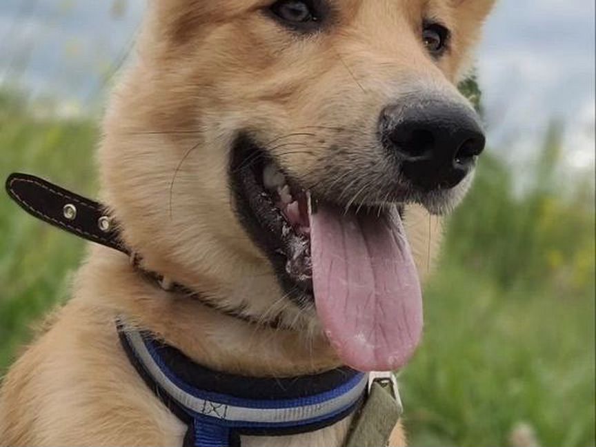 Щенок Рики ищет дом