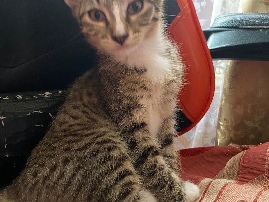 Котята отдам бесплатно три котика и две кошки