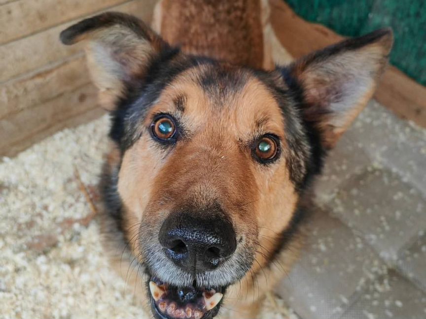 Взрослая Собака Банди отчаялся ждать маму