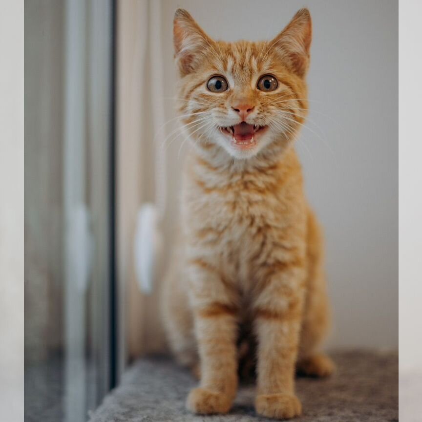 Котёнок в добрые руки