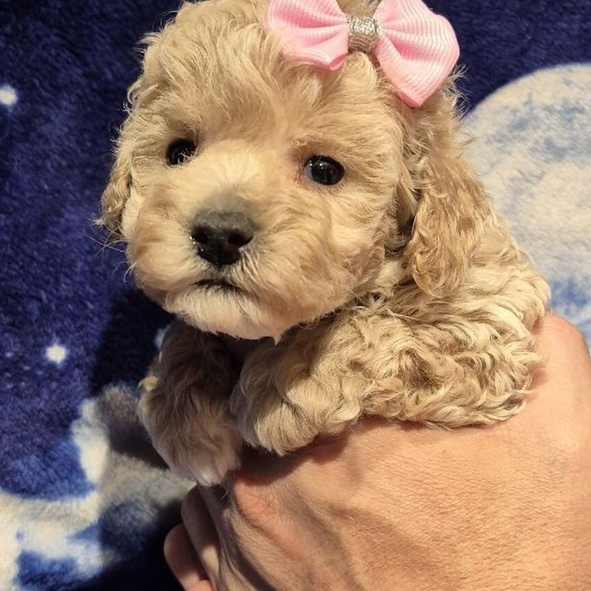 Мальтипу, щенок