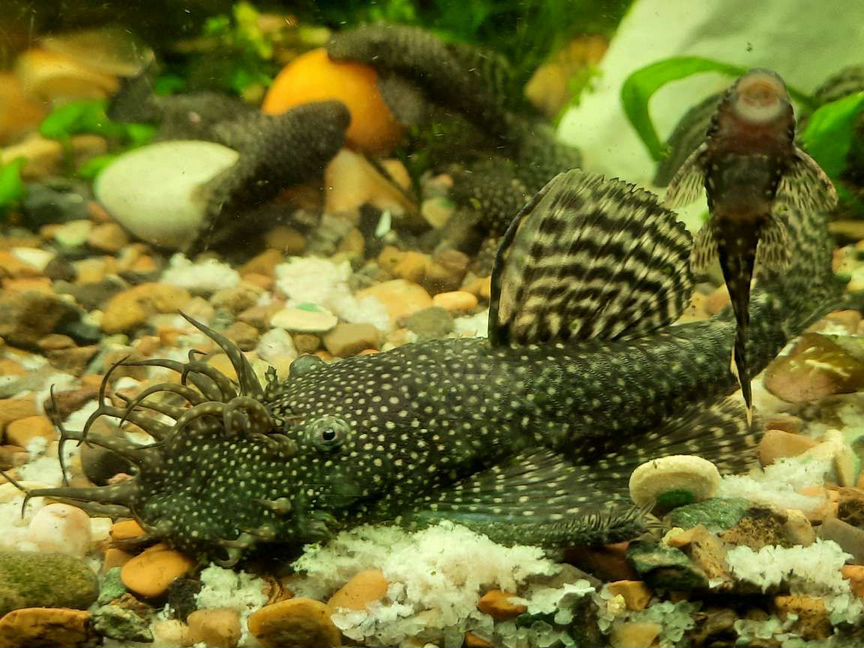 Сомы Анциртусы, меченосцы