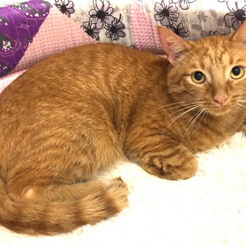 Кот в добрые руки. Рыжий рыжий полосатый