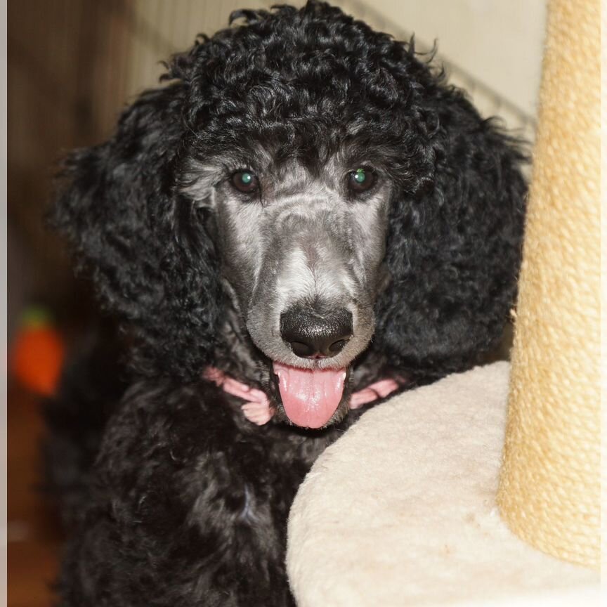 Большой королевский пудель, щенок