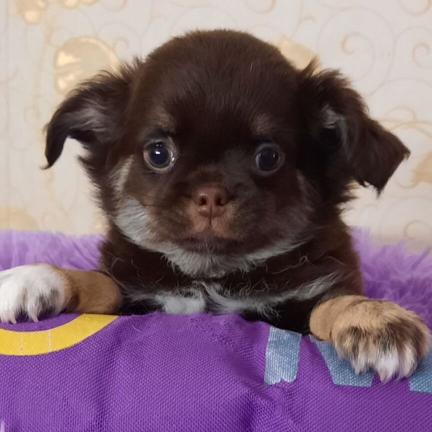 Щенки чихуахуа- мальчик шоколадик