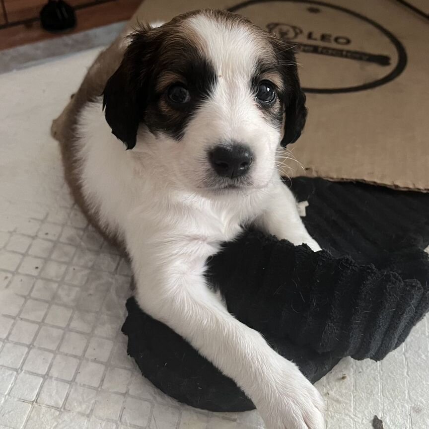 Йоркширский терьер, щенок