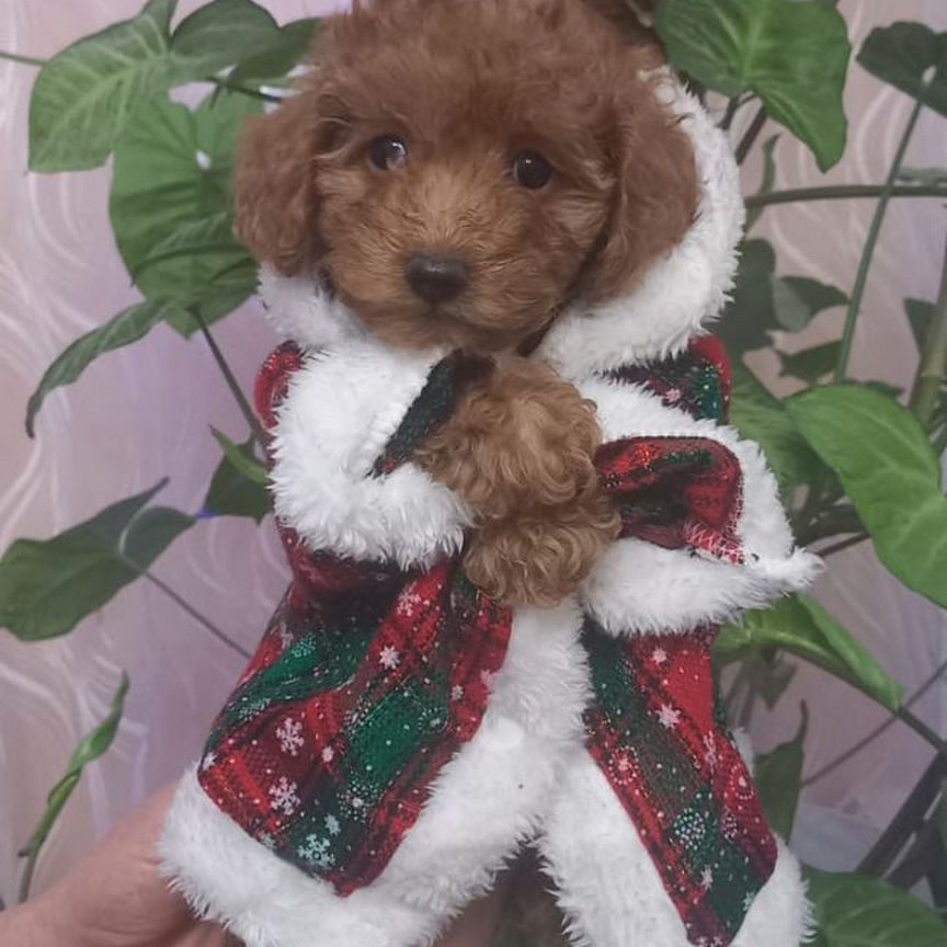 Той-пудель ред braun девочка