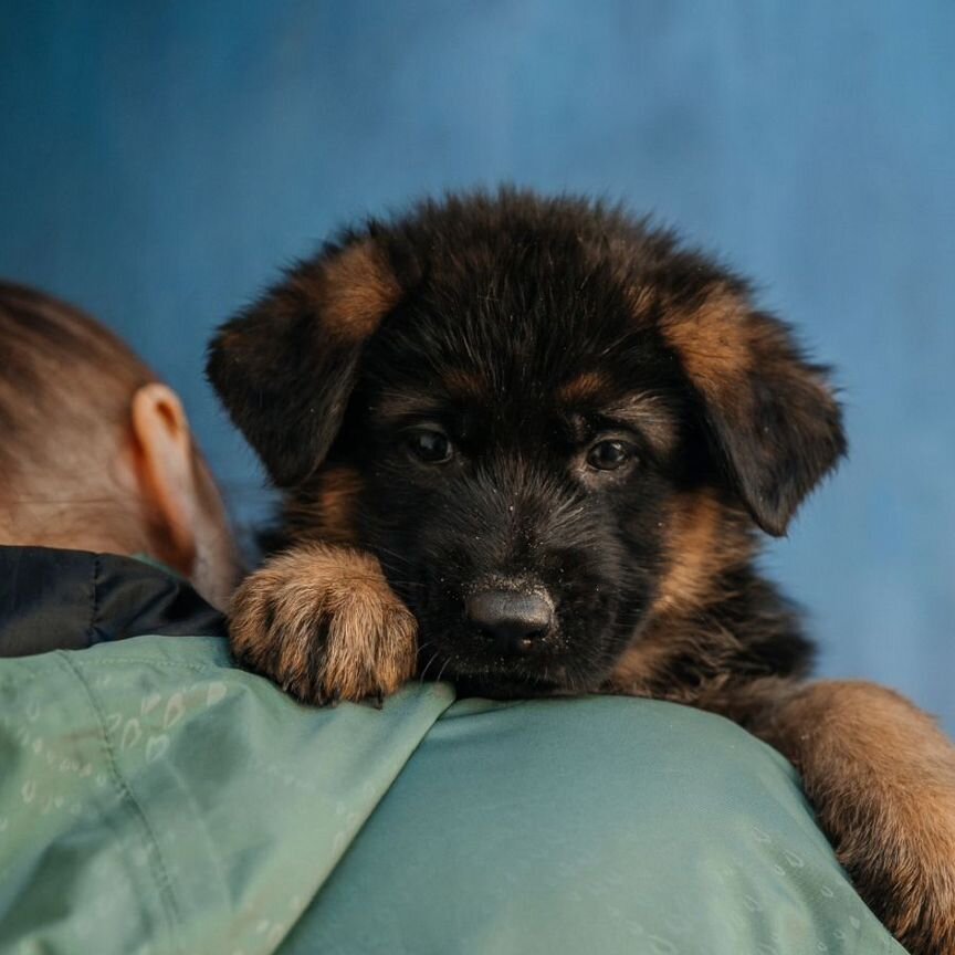 Немецкая овчарка, щенок