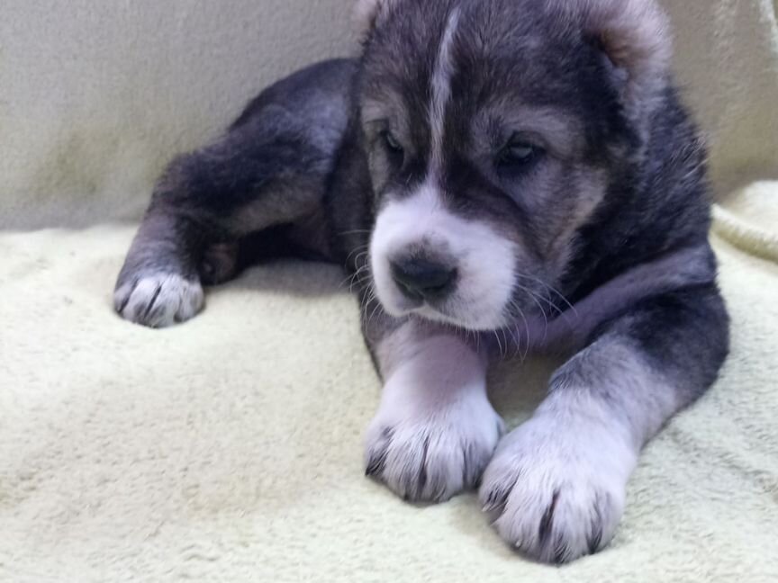 Продажа щенков алабая