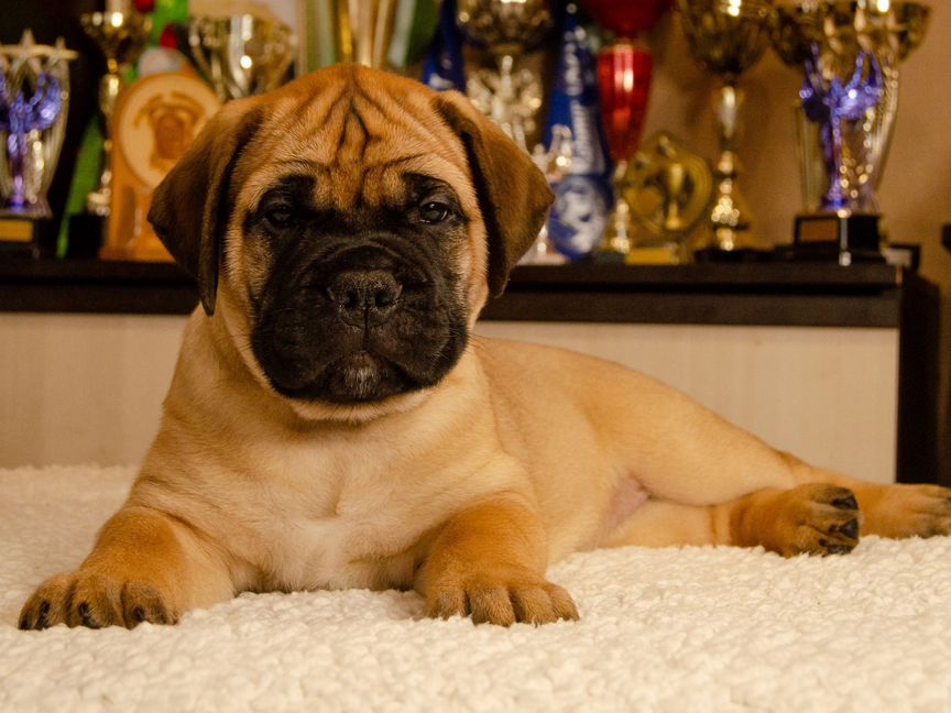 Щенки бульмастифа