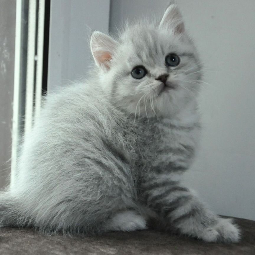 Шотландский серебристый мальчик