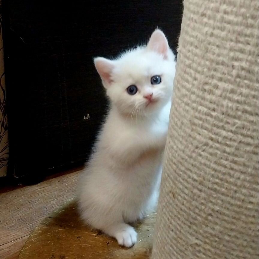 Скоттиш страйт