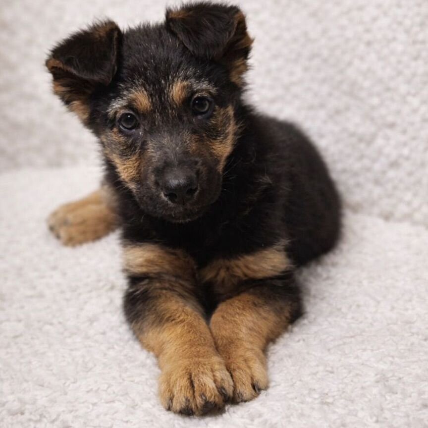 Щенок в добрые руки